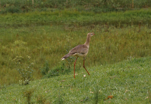 Imágenes de Chunga: descubre bancos de fotos, ilustraciones, vectores y ...
