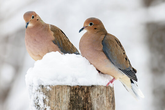 Snow White Turtle Dove