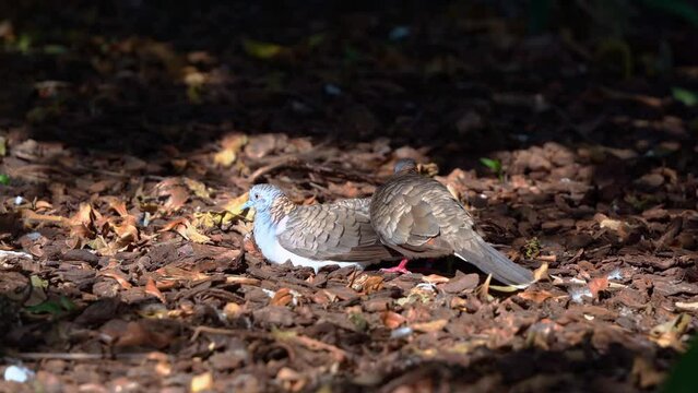 Geopelia Images – Browse 1,029 Stock Photos, Vectors, and Video | Adobe ...