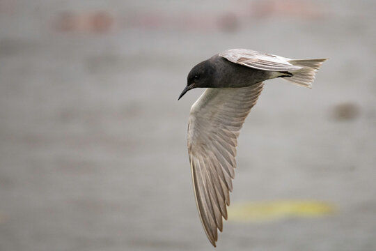 "Black Tern" Images – Browse 585 Stock Photos, Vectors, and Video ...