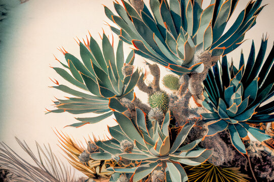 Xerophyten Bilder – Durchsuchen 16,006 Archivfotos, Vektorgrafiken und ...