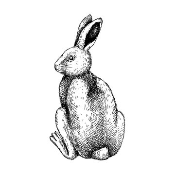 Jack Rabbit Drawing