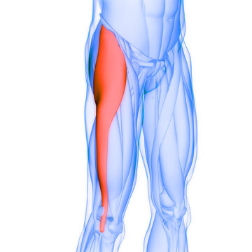 Muskelfaszie Bilder – Durchsuchen 12,222 Archivfotos, Vektorgrafiken ...