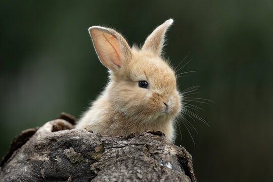 Pakas Bilder – Durchsuchen 18,228 Archivfotos, Vektorgrafiken und ...