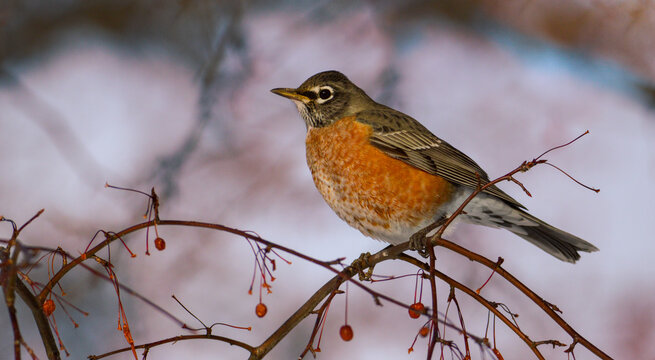 Robin On Branch Images – Browse 137,396 Stock Photos, Vectors, and ...