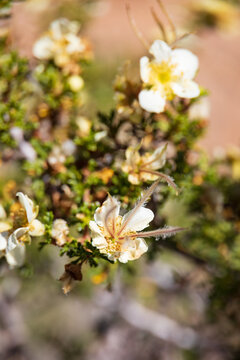 Cliffrose Images – Browse 42 Stock Photos, Vectors, and Video | Adobe Stock