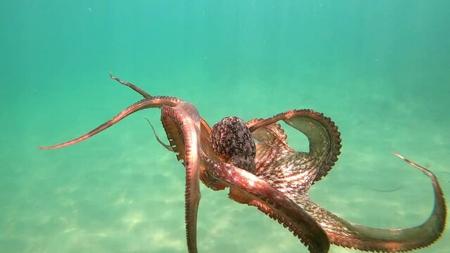 รูปภาพOctopuss – เลือกดูภาพถ่ายสต็อก เวกเตอร์ และวิดีโอ177 | Adobe Stock