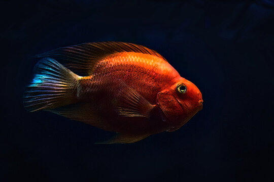 Pollyfish Bilder – Durchsuchen 6,873 Archivfotos, Vektorgrafiken und ...