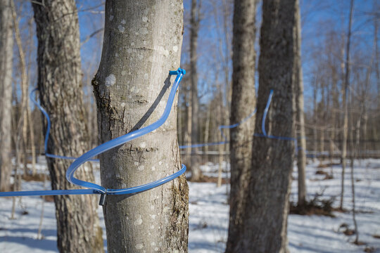 Maple Sugaring Images – Browse 65,057 Stock Photos, Vectors, and Video ...