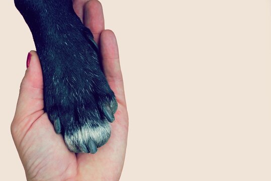 Hundebetreuung Bilder – Durchsuchen 2,387 Archivfotos, Vektorgrafiken ... Hundebetreuung Bilder – Durchsuchen 2,387 Archivfotos, Vektorgrafiken ...