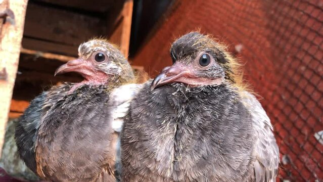 "Pigeon Chick" Images – Browse 98 Stock Photos, Vectors, and Video ...