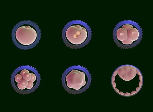Icsi bilder – Bläddra bland 496 stockfoton, vektorer och videor | Adobe ...