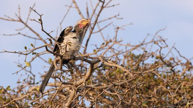 รูปภาพZazu – เลือกดูภาพถ่ายสต็อก เวกเตอร์ และวิดีโอ196 | Adobe Stock