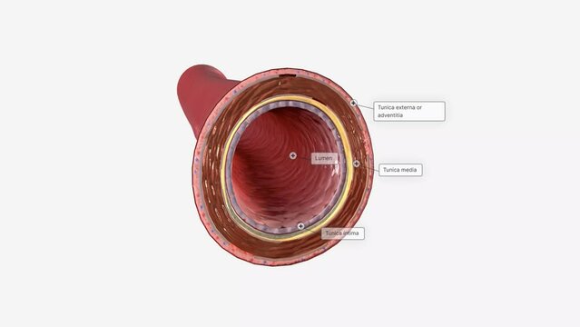 Intima Bilder – Durchsuchen 909 Archivfotos, Vektorgrafiken und Videos ...