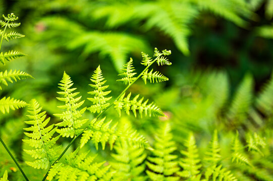 Pteridopsida Bilder – Durchsuchen 1,642 Archivfotos, Vektorgrafiken und ...