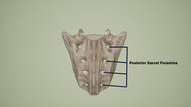 Anterior And Posterior Sacral Foramina