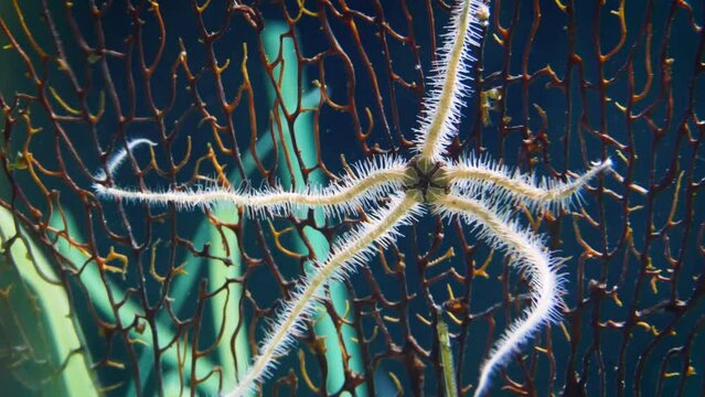 Ophiuroidea Imagens – Procure 880 fotos, vetores e vídeos | Adobe Stock