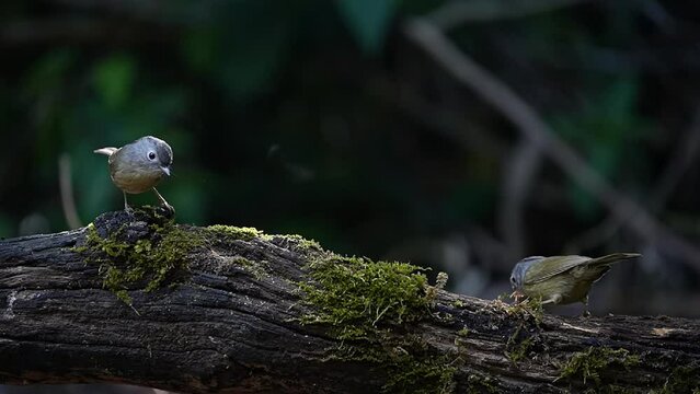 รูปภาพFulvetta – เลือกดูภาพถ่ายสต็อก เวกเตอร์ และวิดีโอ207 | Adobe Stock