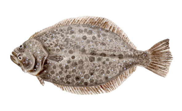 "Olive Flounder" Images – Browse 3,763 Stock Photos, Vectors, and Video ...
