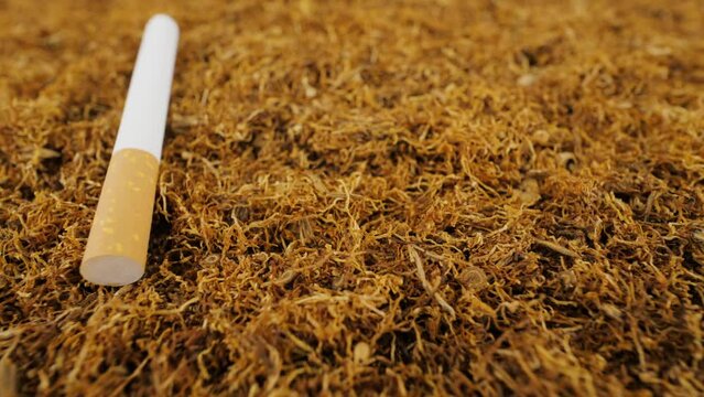 Ciggy Images – Browse 1,575 Stock Photos, Vectors, and Video | Adobe Stock