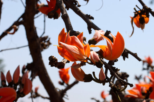 「Dhak」の画像 - 692 件の Stock 写真、ベクターおよびビデオ | Adobe Stock