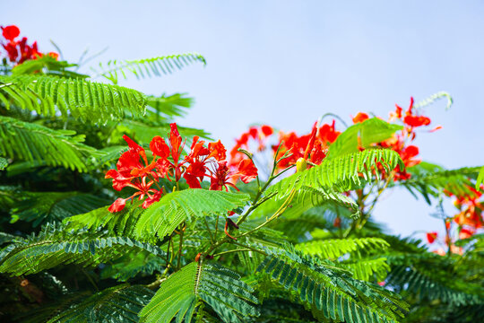Acacia Plant Red Flowers
