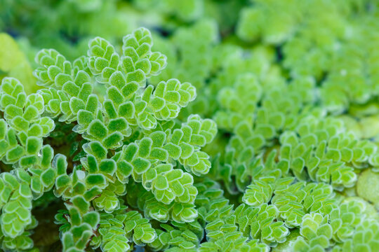 รูปภาพMicrophylla – เลือกดูภาพถ่ายสต็อก เวกเตอร์ และวิดีโอ916 | Adobe Stock