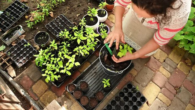 Prolific Images – Browse 113,202 Stock Photos, Vectors, and Video ...