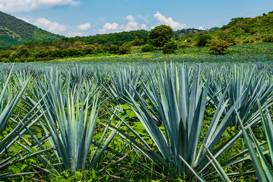 "Blue Agave" Images – Browse 2,730 Stock Photos, Vectors, and Video ...