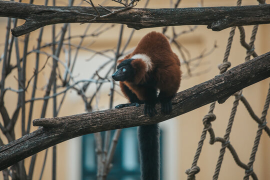 "Roter Vari" Images – Browse 82 Stock Photos, Vectors, and Video ...