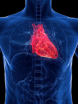 Myocard Bilder – Durchsuchen 9,149 Archivfotos, Vektorgrafiken und ...