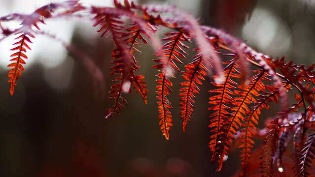 Abondant Bilder – Durchsuchen 2,709 Archivfotos, Vektorgrafiken und ...