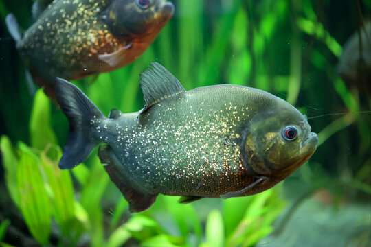 Piranya bilder – Bläddra bland 8 stockfoton, vektorer och videor ...