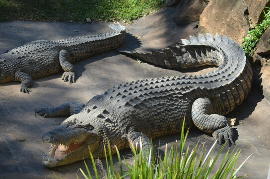 รูปภาพGator – เลือกดูภาพถ่ายสต็อก เวกเตอร์ และวิดีโอ114,116 | Adobe Stock
