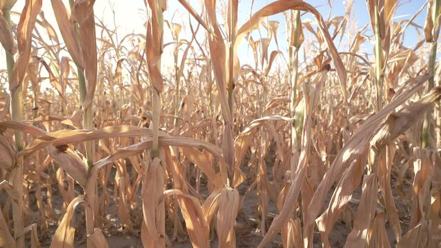 Meagerness Bilder – Durchsuchen 216 Archivfotos, Vektorgrafiken und ...