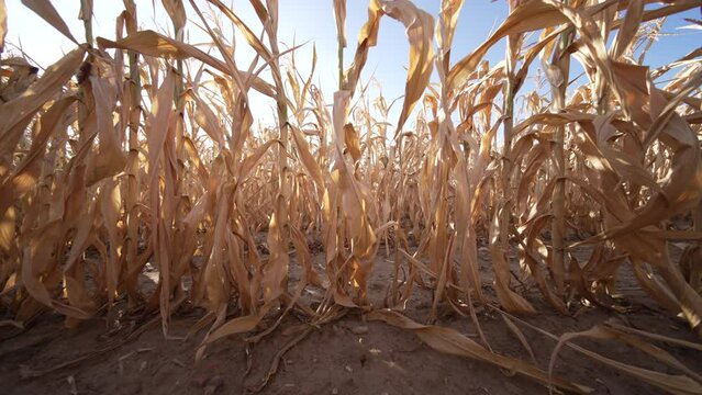 Meagerness Bilder – Durchsuchen 216 Archivfotos, Vektorgrafiken und ...