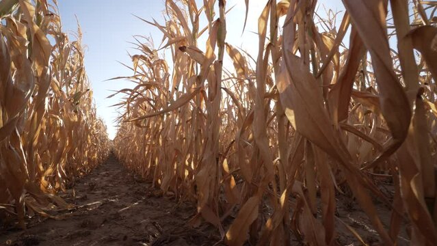 Meagerness bilder – Bläddra bland 216 stockfoton, vektorer och videor ...