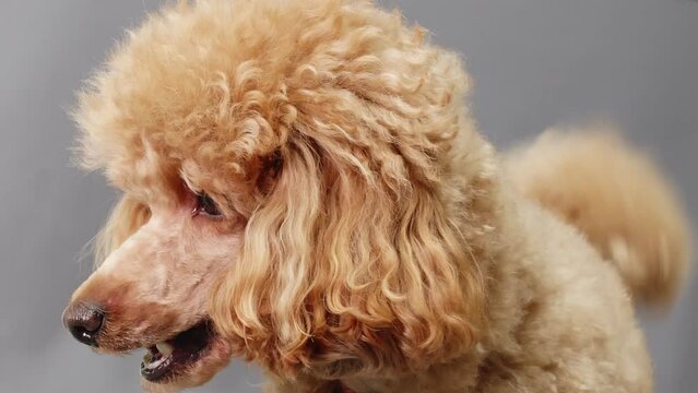 "Apricot Poodle" Images – Browse 303 Stock Photos, Vectors, and Video ...