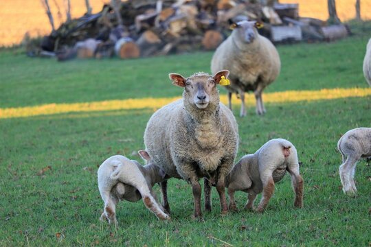 Agneaux Images – Browse 882 Stock Photos, Vectors, and Video | Adobe Stock