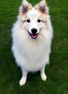 Sheltie American Eskimo Mix