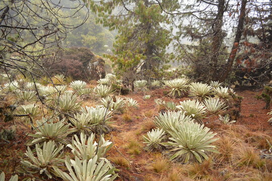 「Frailejones」の写真素材 | 1,623件の無料イラスト画像 | Adobe Stock