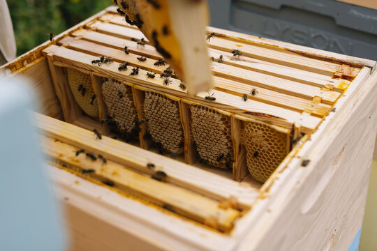 Beehive Hexagon Images – Browse 105,528 Stock Photos, Vectors, and ...