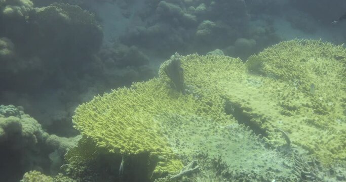 Demospongiae Images – Parcourir 474 le catalogue de photos, vecteurs et ...