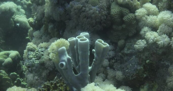 รูปภาพDemospongiae – เลือกดูภาพถ่ายสต็อก เวกเตอร์ และวิดีโอ605 | Adobe ...