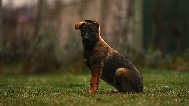 Red Belgian Malinois Puppy