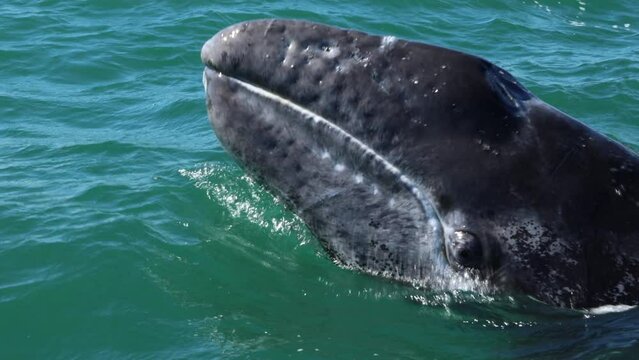 Grey Whale Images – Browse 12,934 Stock Photos, Vectors, and Video ...