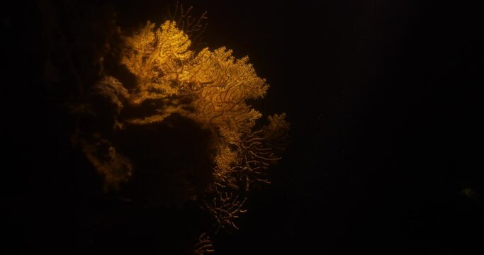 Alcyonacea Images – Browse 39,741 Stock Photos, Vectors, and Video ...