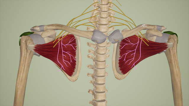 Nervio Supraclavicular