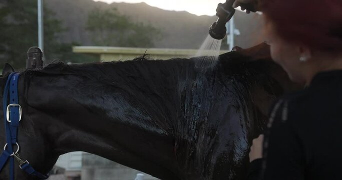 Horse Wash Images – Browse 4,010 Stock Photos, Vectors, and Video ...