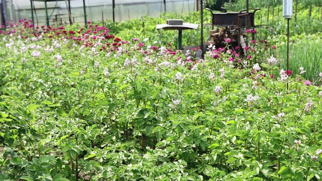 "Potato Tops"-Bilder: Stock-Fotos & -Videos. | Adobe Stock